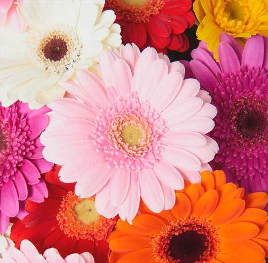 Florist Shops Near Me 🌻 Jan 2026